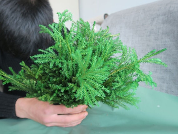 Preserved Lycopodium Bunchdried Princess Pine Grassdried - Etsy