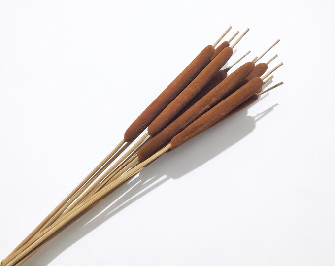 CATTAIL VARIEGATED (TYPHA Lotifolia Var ) Plant for Pond | Free ...