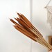 10/25 Natural Jumbo Cattails, Dry Pencil Cattail Bunch,dried Flower ...