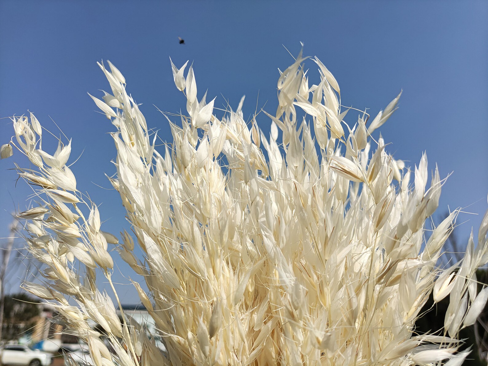 50pcs dried white oat bouquetnatural oat grassdried flowers | Etsy