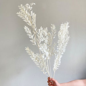 Preserved Italian Ruscus Bunch，dried Ruscus Branches ,dried Flowers ...