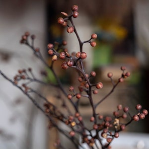 Preserved Twig Bunch，dried Twig Branches，natural Plant，dried Flower ...