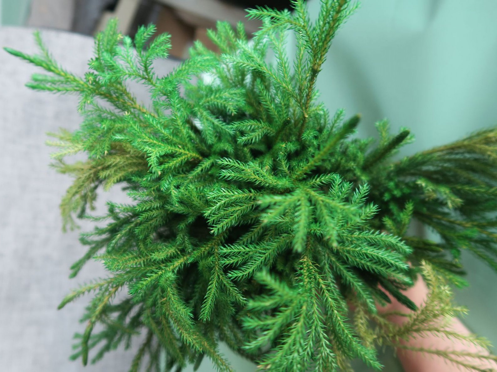 Preserved Lycopodium Bunchdried Princess Pine Grassdried Flowers ...