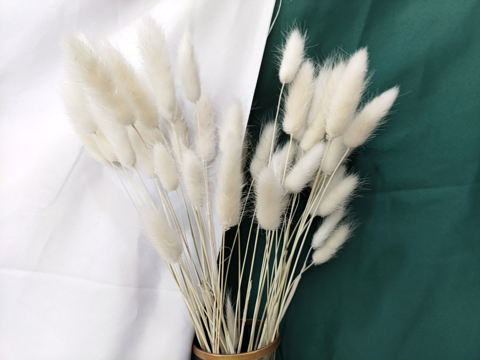 50x Dry White Lagurus Grassdried Lagurus Ovatusdry Flowers - Etsy