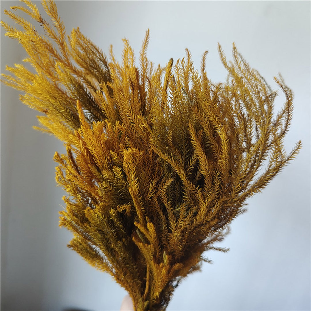 1/2/5 Preserved Princess Pine Grass Bunchnatural Grass Bundledry ...