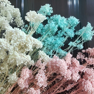 Dry AUS rice flower Preserved Rice Flower dried flowers | Etsy