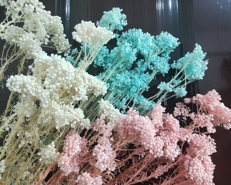 Dry AUS rice flower Preserved Rice Flower dried flowers | Etsy