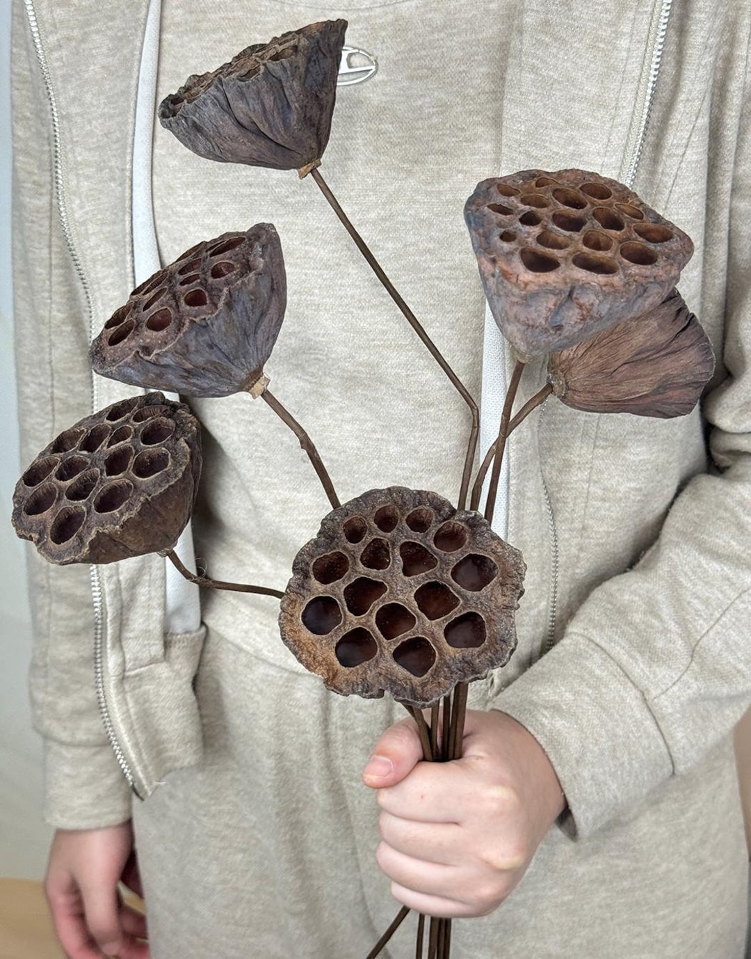 Dried Lotus Pods，natural Lotus Pods，dried Flowers Arrangement，country ...