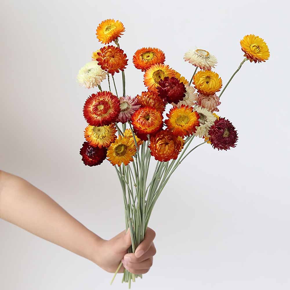 Mixed Dried Strawflowers Bunchdried Strawflowers Heads With - Etsy