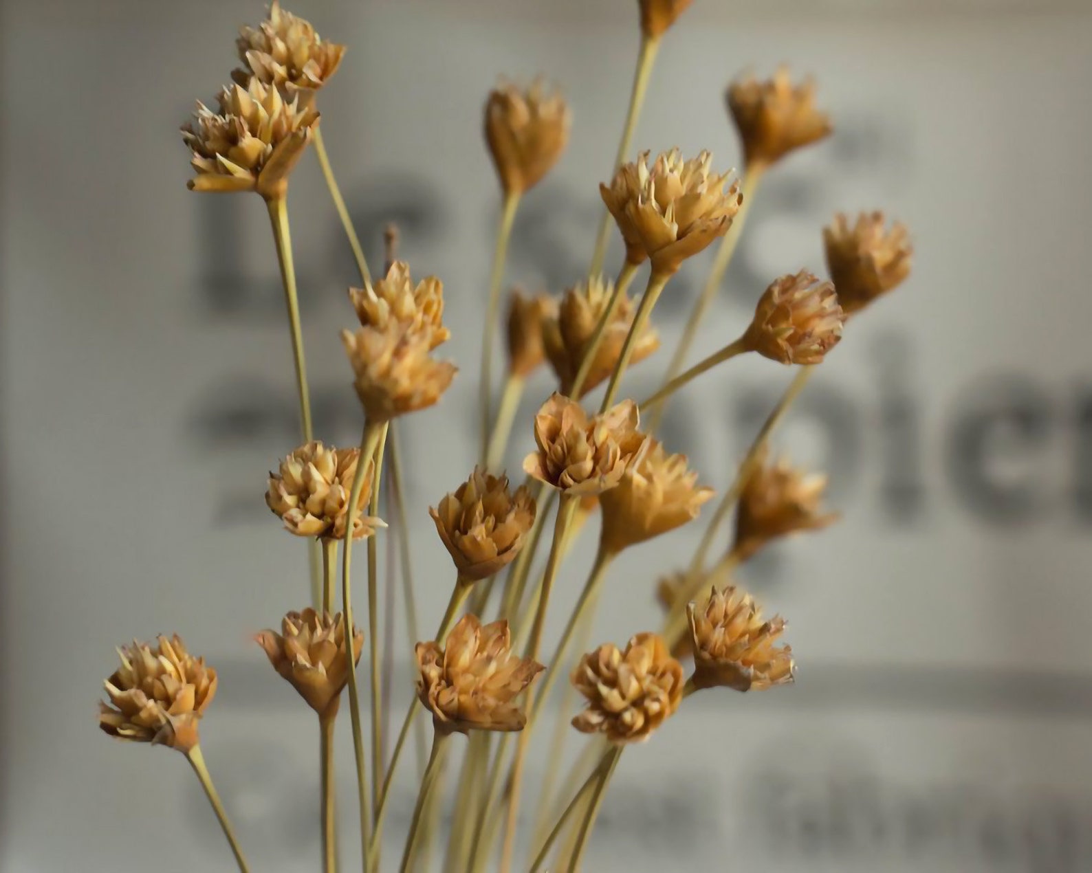 30/60 Pcs Dried Small Wild Flowersdried Hill Daisydried - Etsy