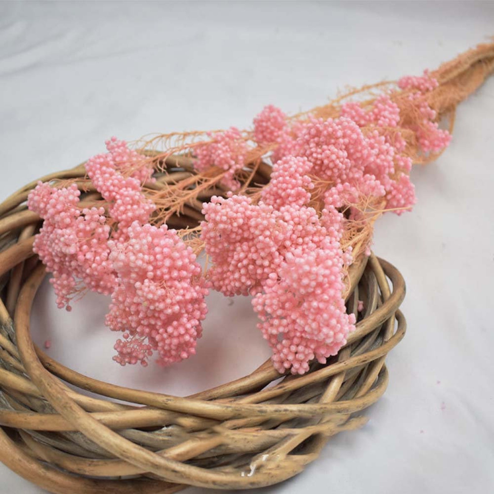 Dry AUS Rice Flower Preserved Rice Flower Dried Flowers - Etsy