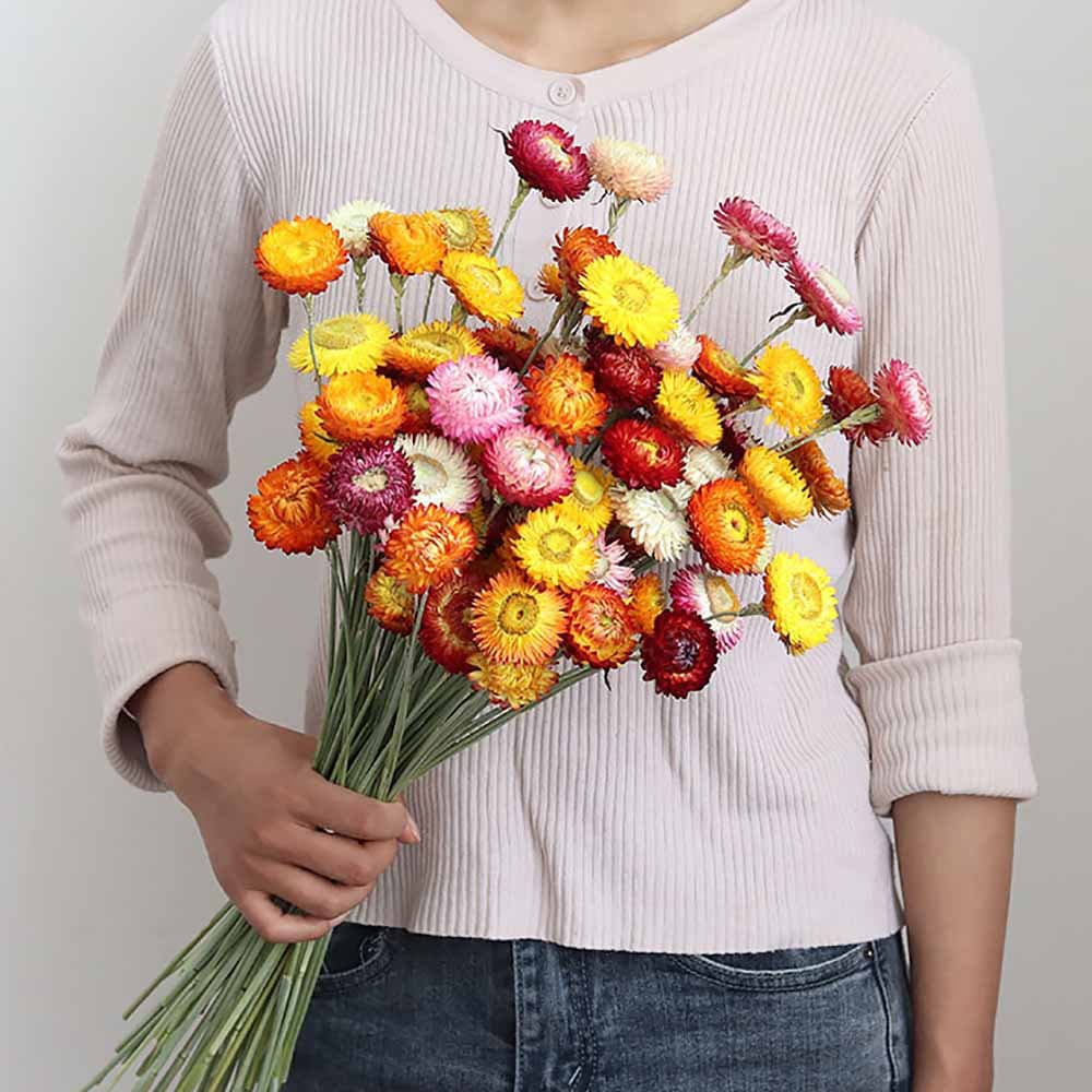 Mixed Dried Strawflowers Bunchdried Strawflowers Heads With - Etsy