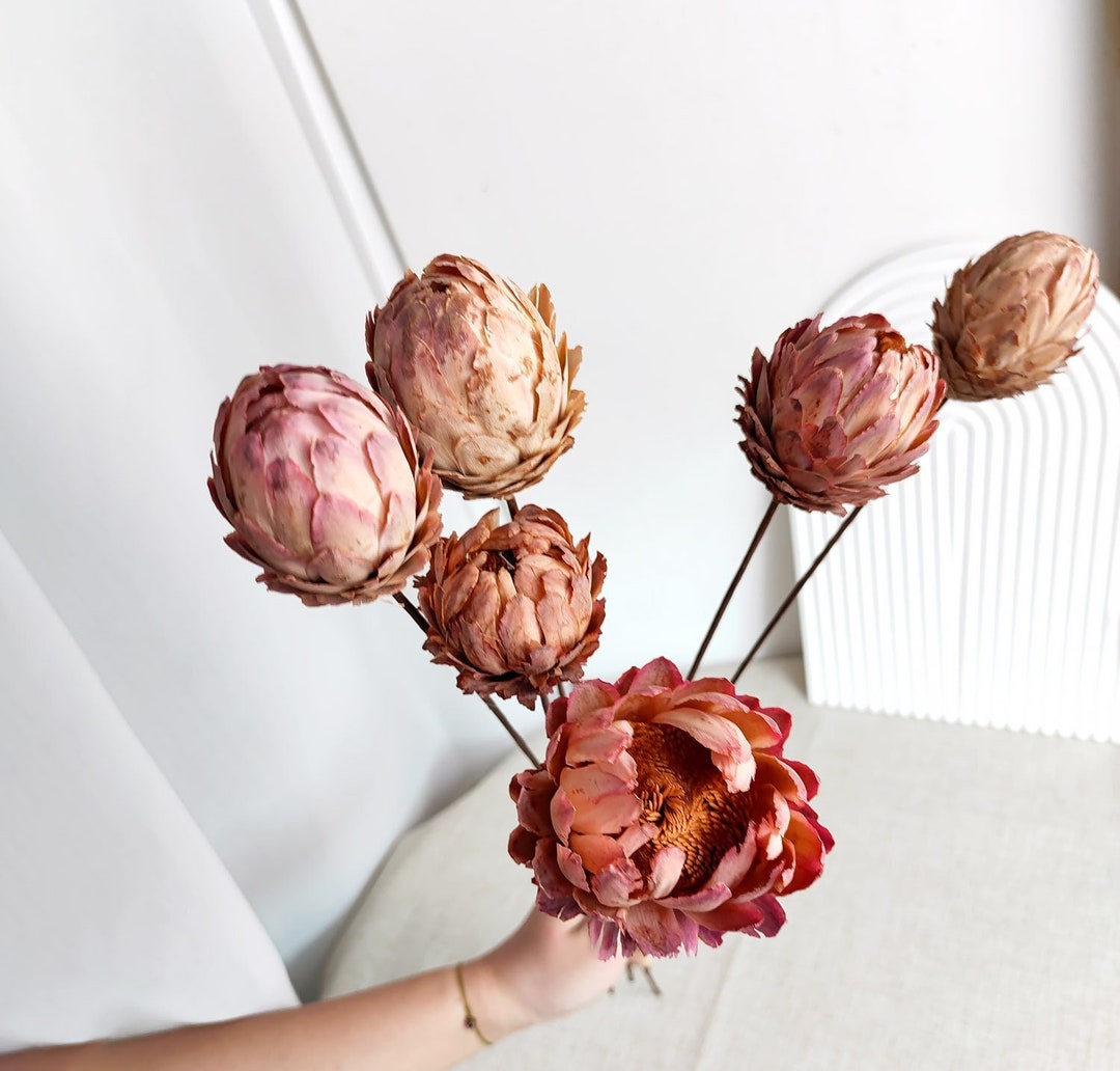 Dried Protea Flower Balls，natural Protea Buds，dried Flower for Vase，diy ...