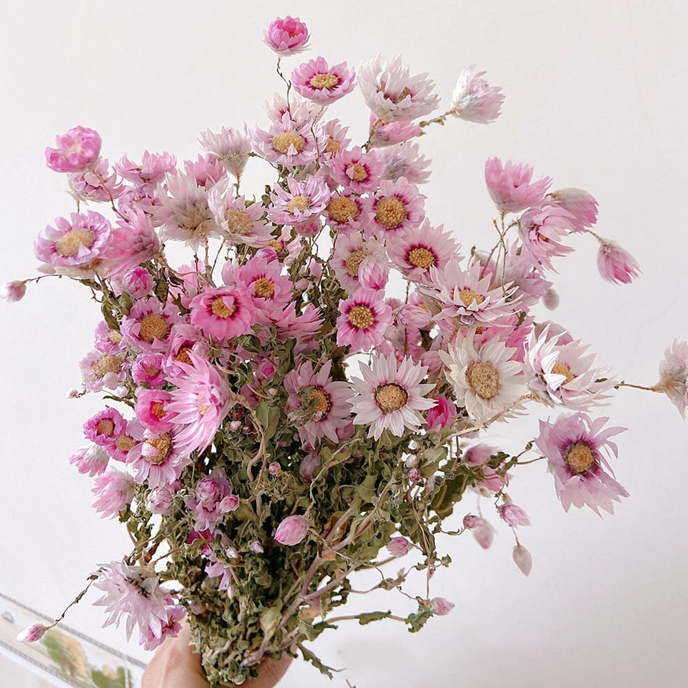 2021 Dried Rhodanthe Flowers Natural Rudan Bird Flowers - Etsy