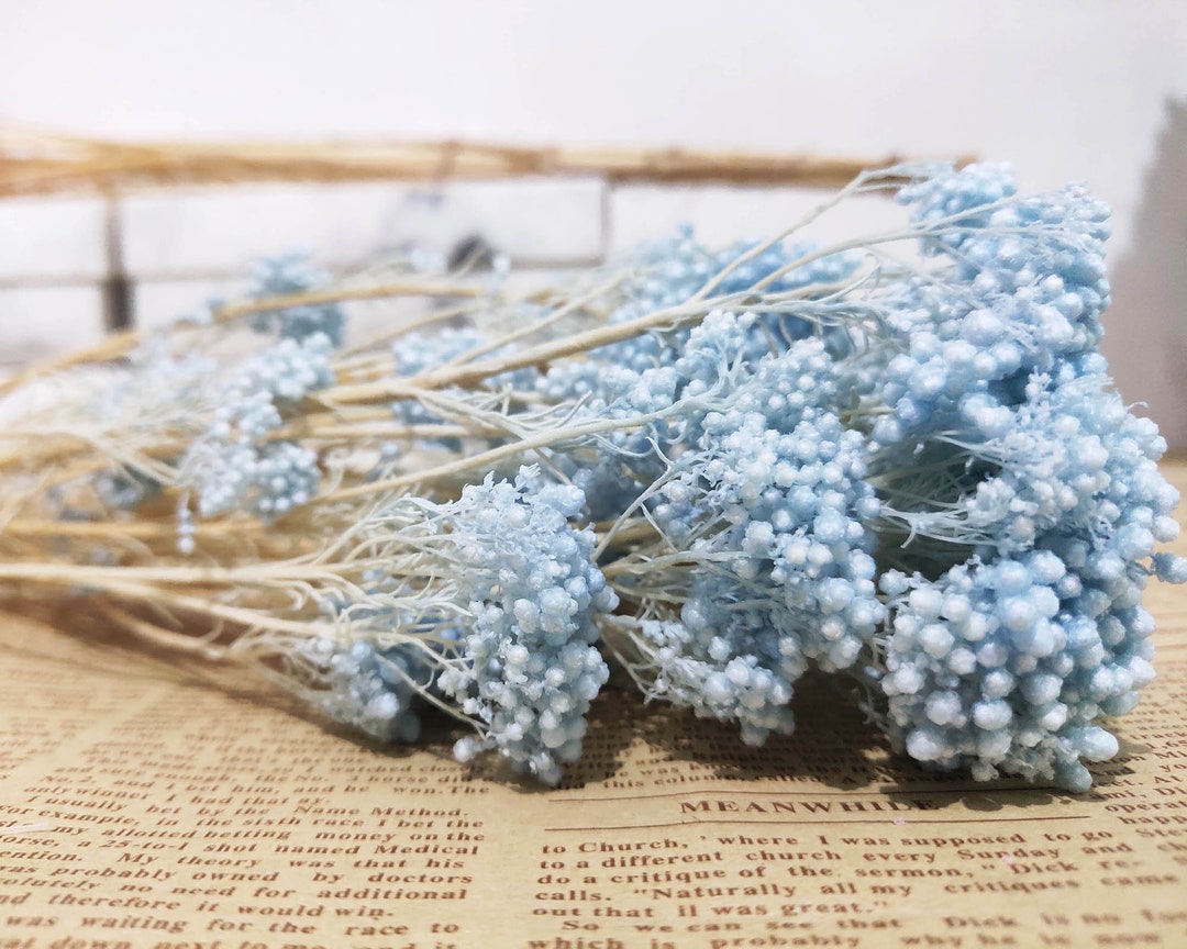 Dry AUS Rice Flower Preserved Rice Flower Dried Flowers Bouquet Floral ...