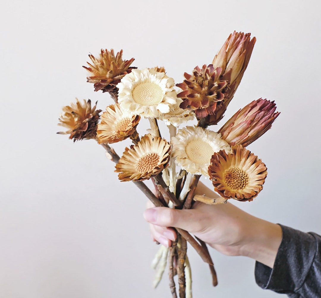 5 Type Natural Protea Flowers，real Proteas Stems，dry Flowers ...