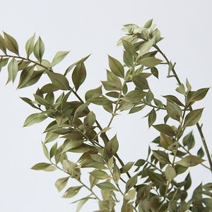 Natural Dried Ruscus Bunch5 Sticksdry Italian Ruscus Branchesvase ...