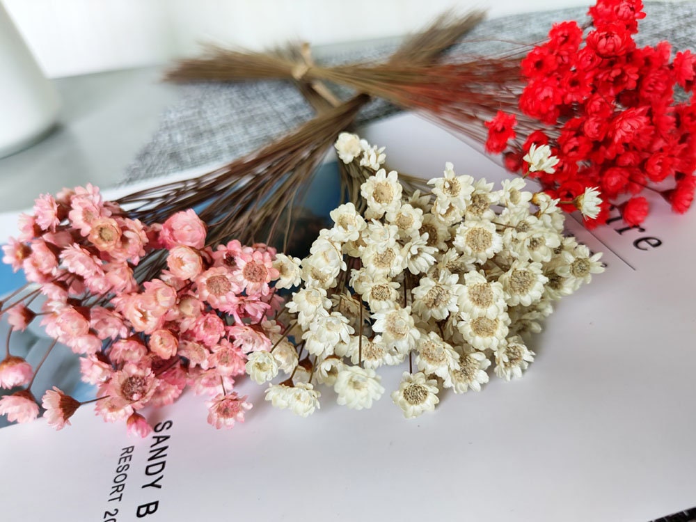 30/50/100 Sticks Dried Star Flower Blossomdry Mini Daisy - Etsy
