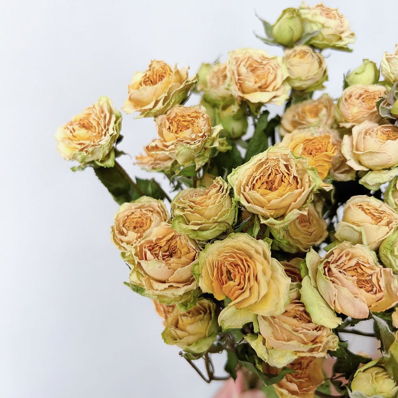 Dried Roses Flower Bundlenatural Rose Bud Flowerreal Rose - Etsy