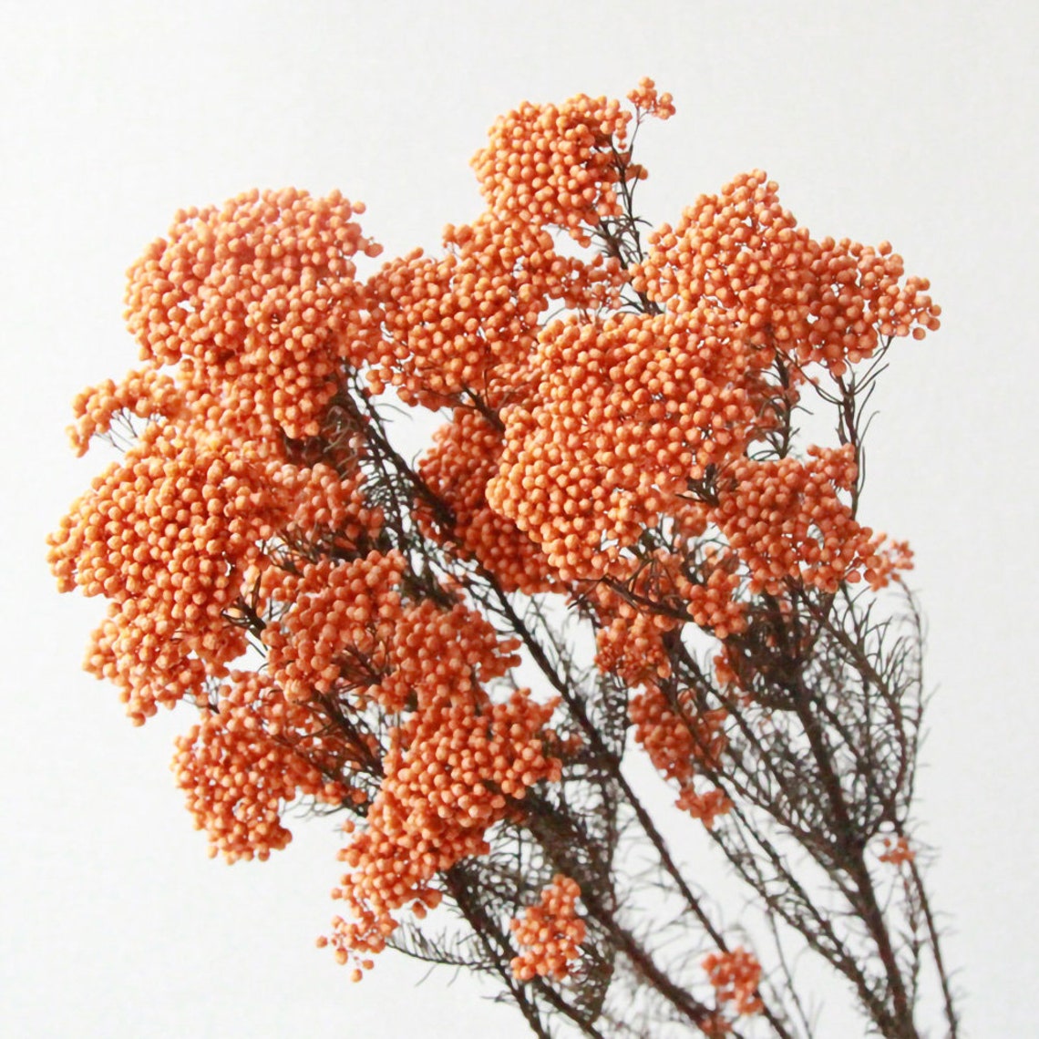 Dried Ricer Flowers Bouquetdried Australia Rice Flowersdried - Etsy