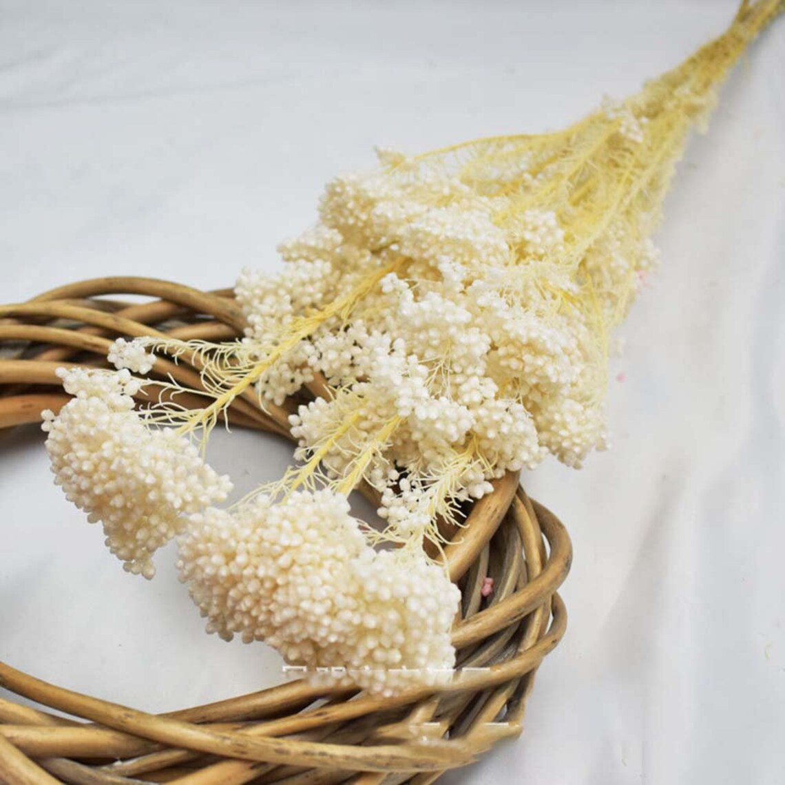 Dry AUS Rice Flower Preserved Rice Flower Dried Flowers - Etsy