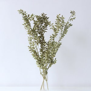 Natural Dried Ruscus Bunch5 Sticksdry Italian Ruscus Branchesvase ...