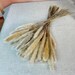50 Stems Natural Grass Bundles, Mini Pampas Grass，dried Grass for Vase ...