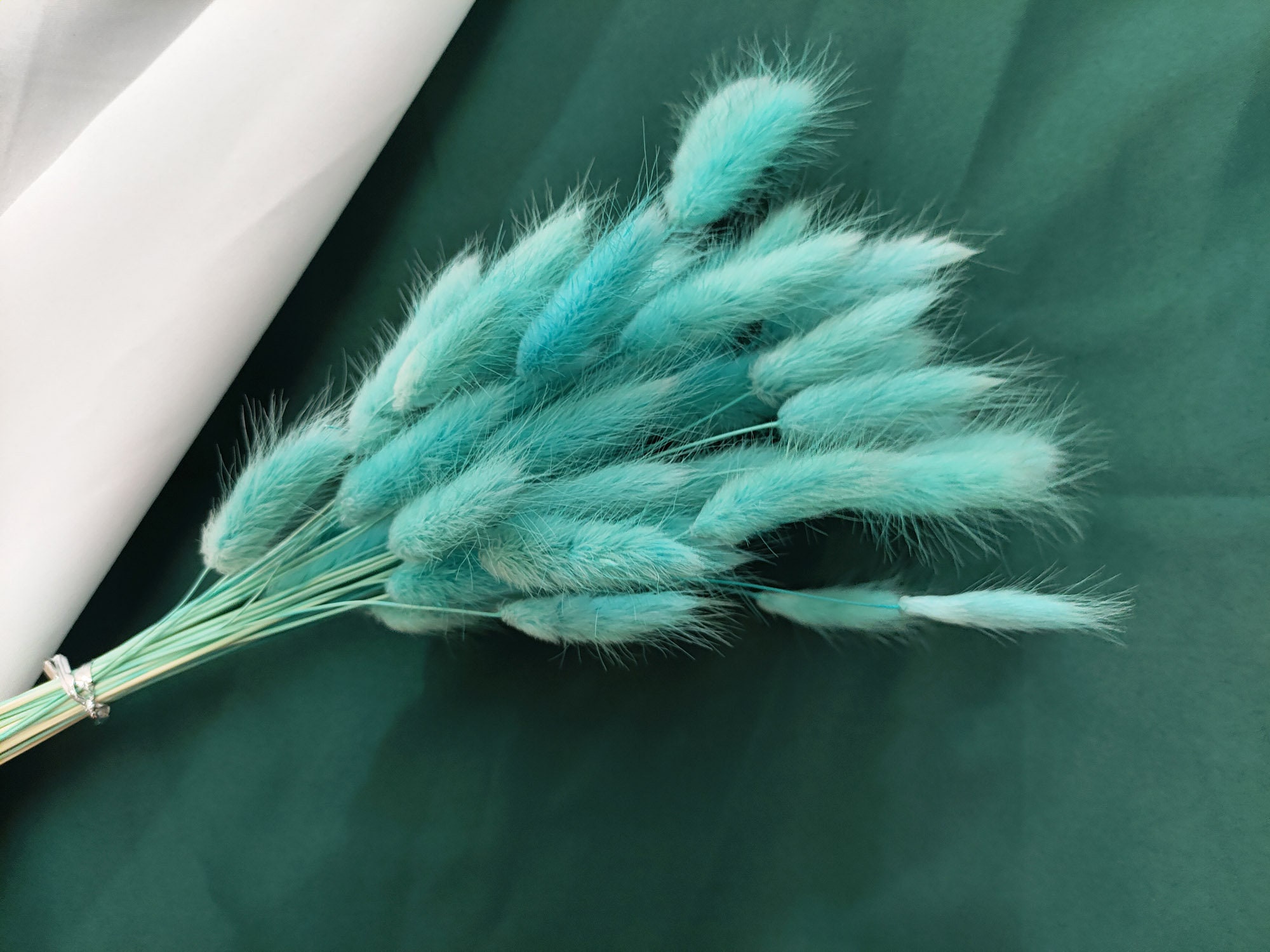 50x Dry White Lagurus Grassdried Lagurus Ovatusdry Flowers - Etsy