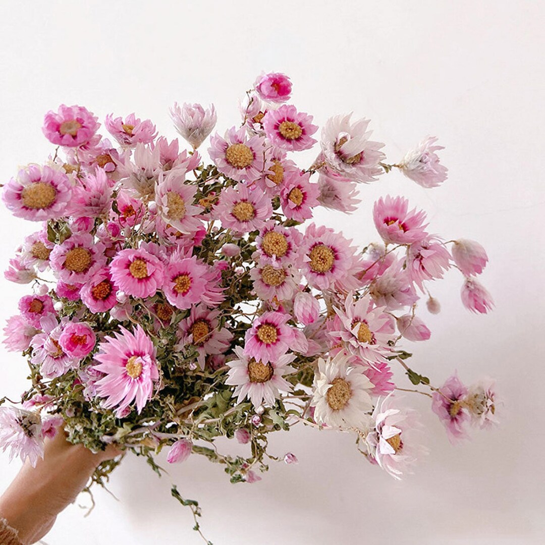 2021 Dried Rhodanthe Flowers Natural Rudan Bird Flowers Bouquetdried ...