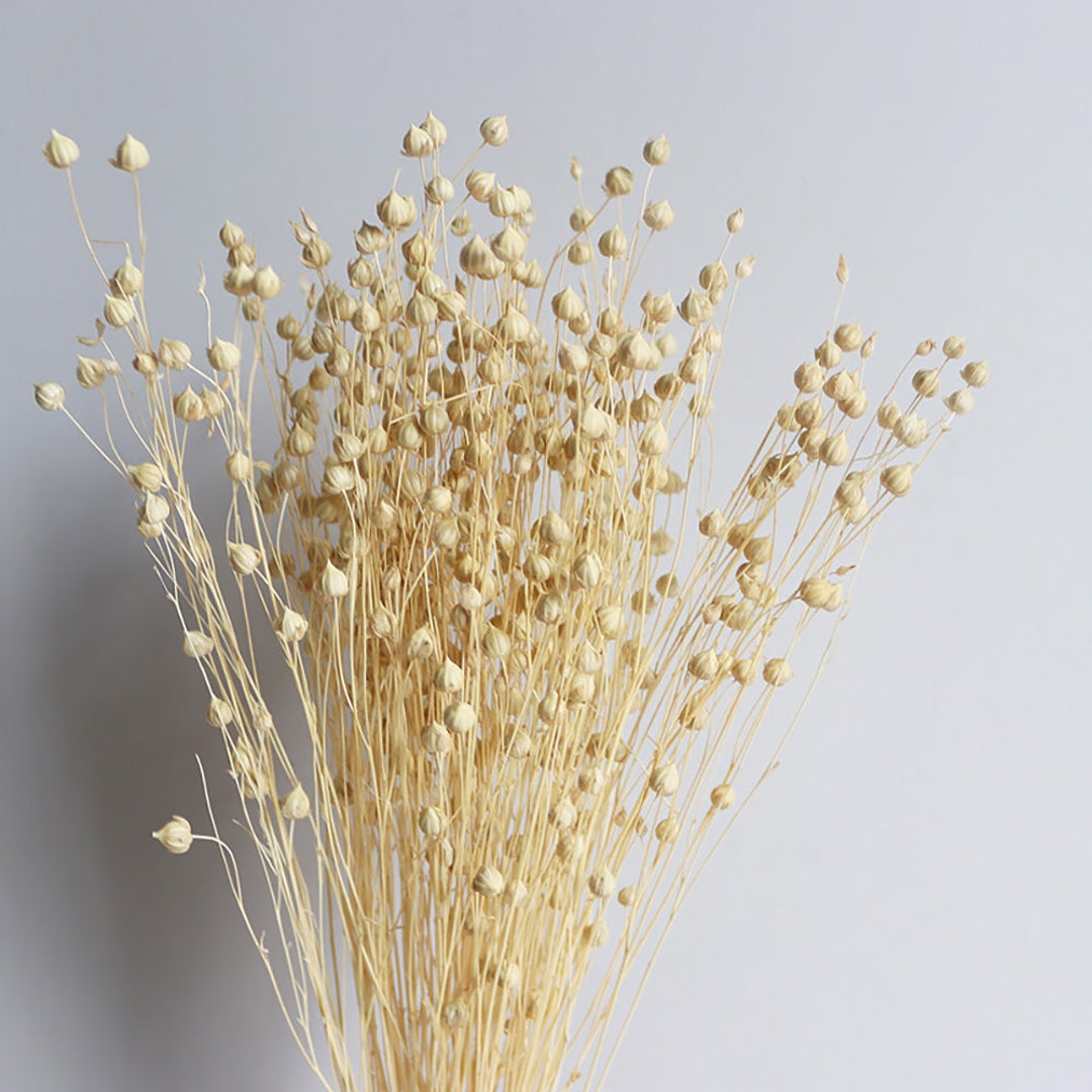 Dried Flax Fruits Bunch，off-white Flax Fruits Branches，dried Flower ...