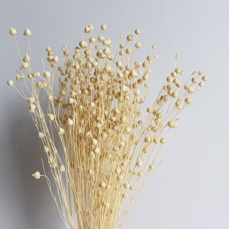 Dried Flax Fruits Bunch，off-white Flax Fruits Branches，dried Flower ...