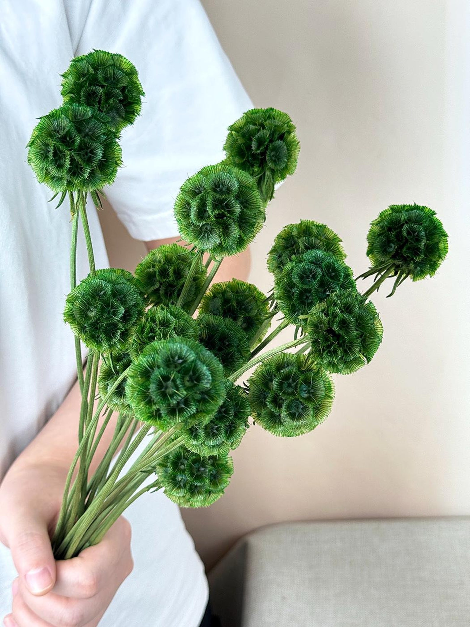 10 Pcs Dark Green Dried Scabiosa Pod, Natural Flowers Balls, Natural ...