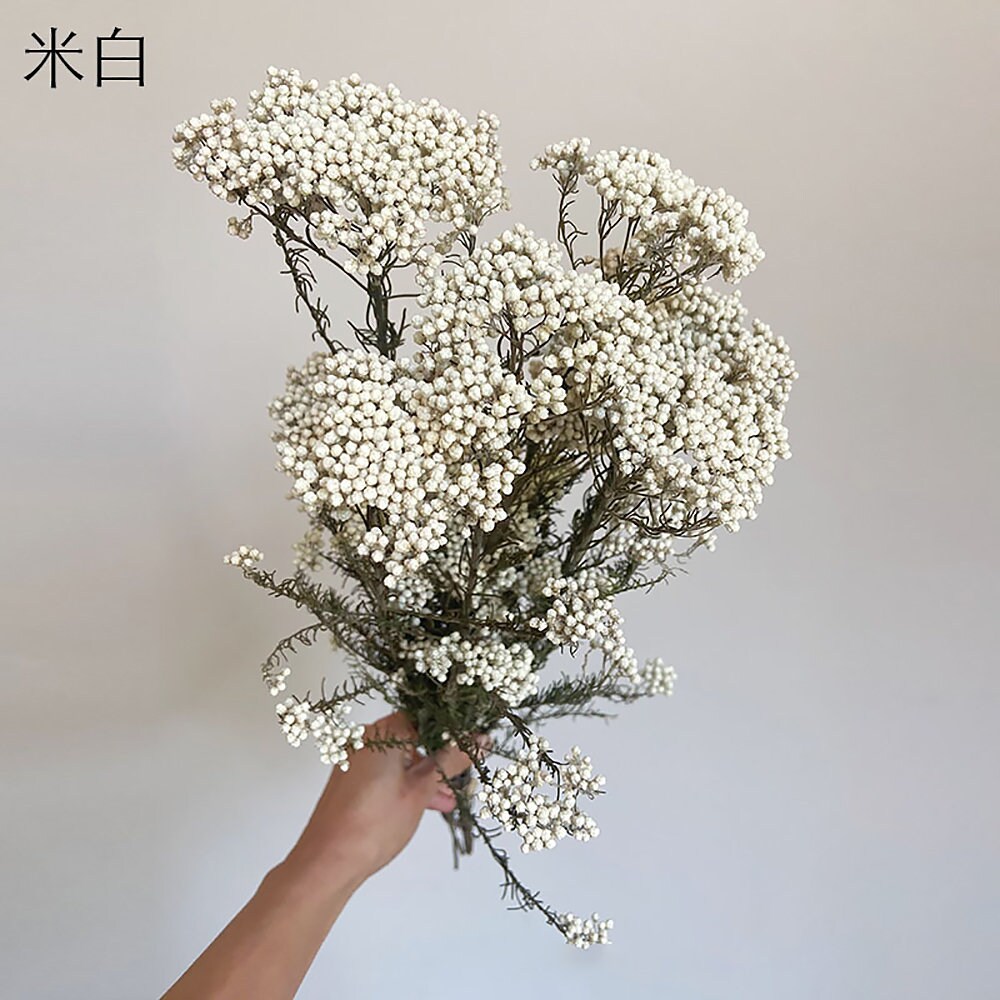 Preserved AUS Rice Flowers Bunchnatural Flowers Bouquetdry - Etsy