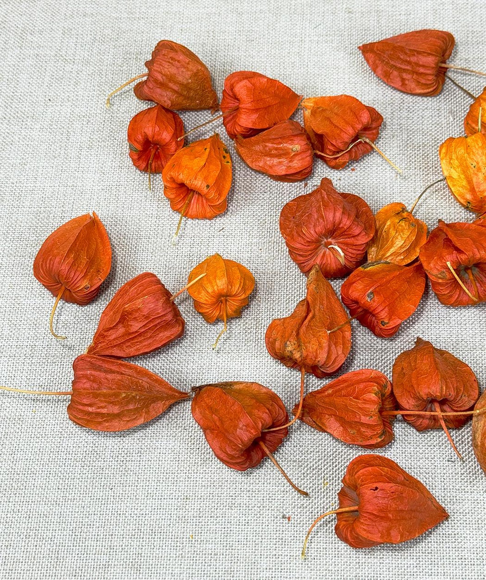 20 Pcs Natural Physalis Fruits Pods, Dried Chinese Lantern Fruit, DIY ...