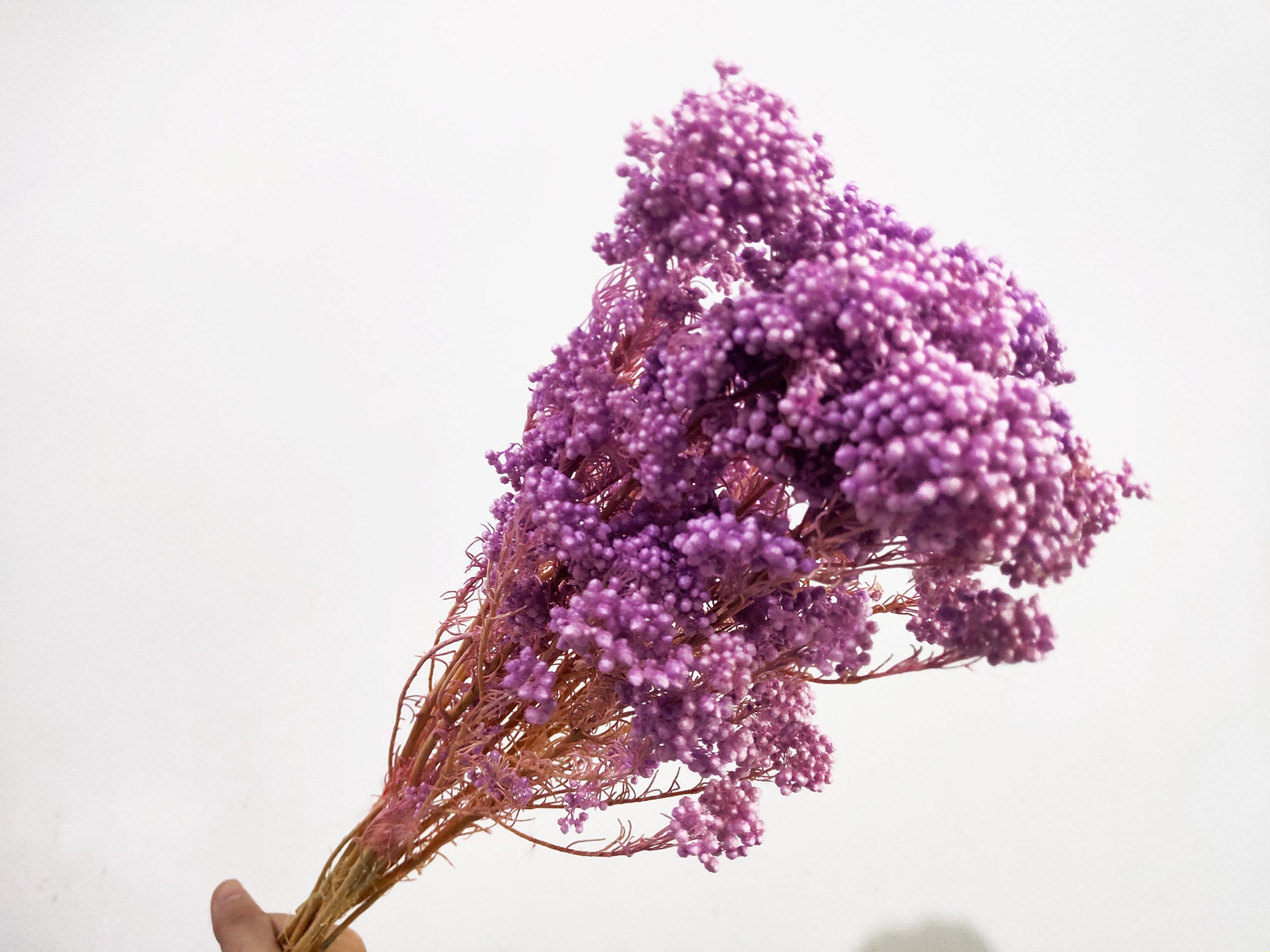 Dry AUS rice flower Preserved Rice Flower dried flowers | Etsy