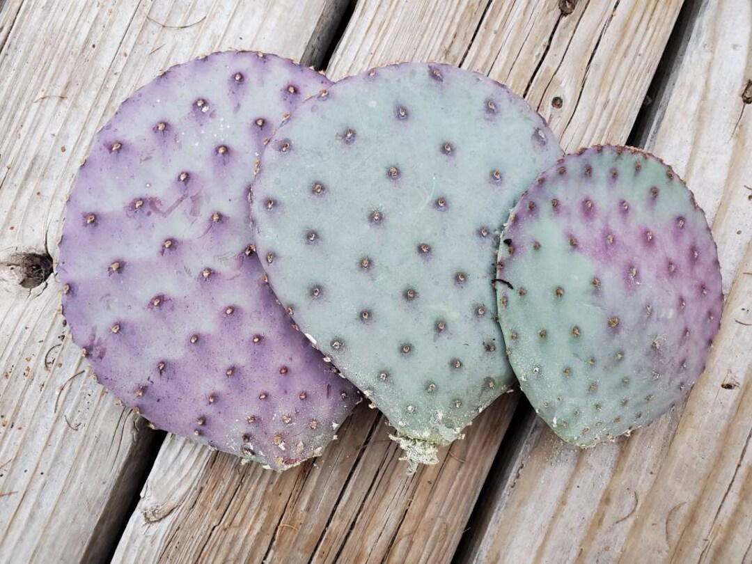 3 Purple Pads - Etsy