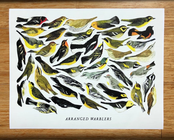 Warblers 11x14 Bird Art Print Bird Illustration Bird | Etsy