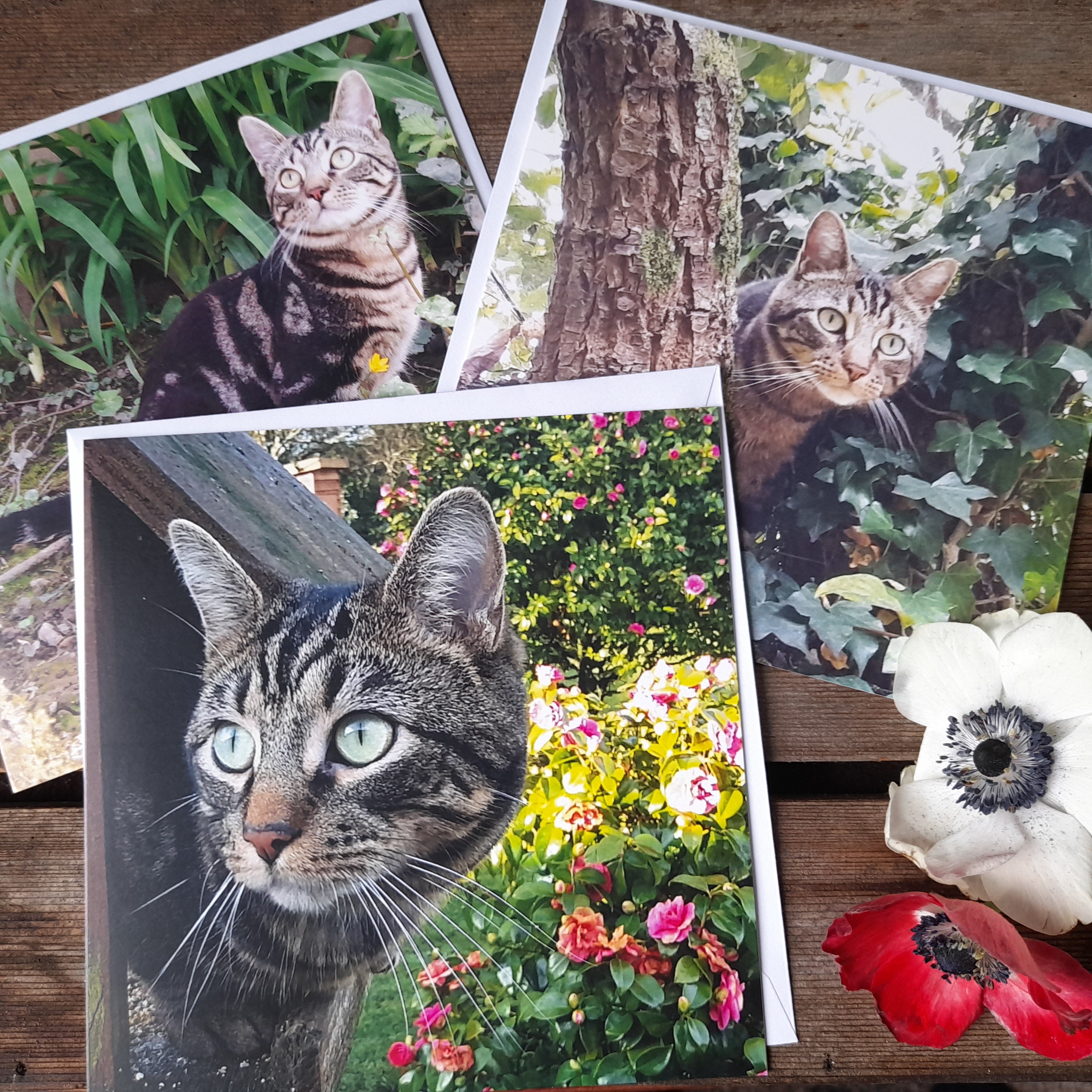 Tabby Cat Luxury Greetings Cards - Pack of 3 - Any Occasion | Birthday ...