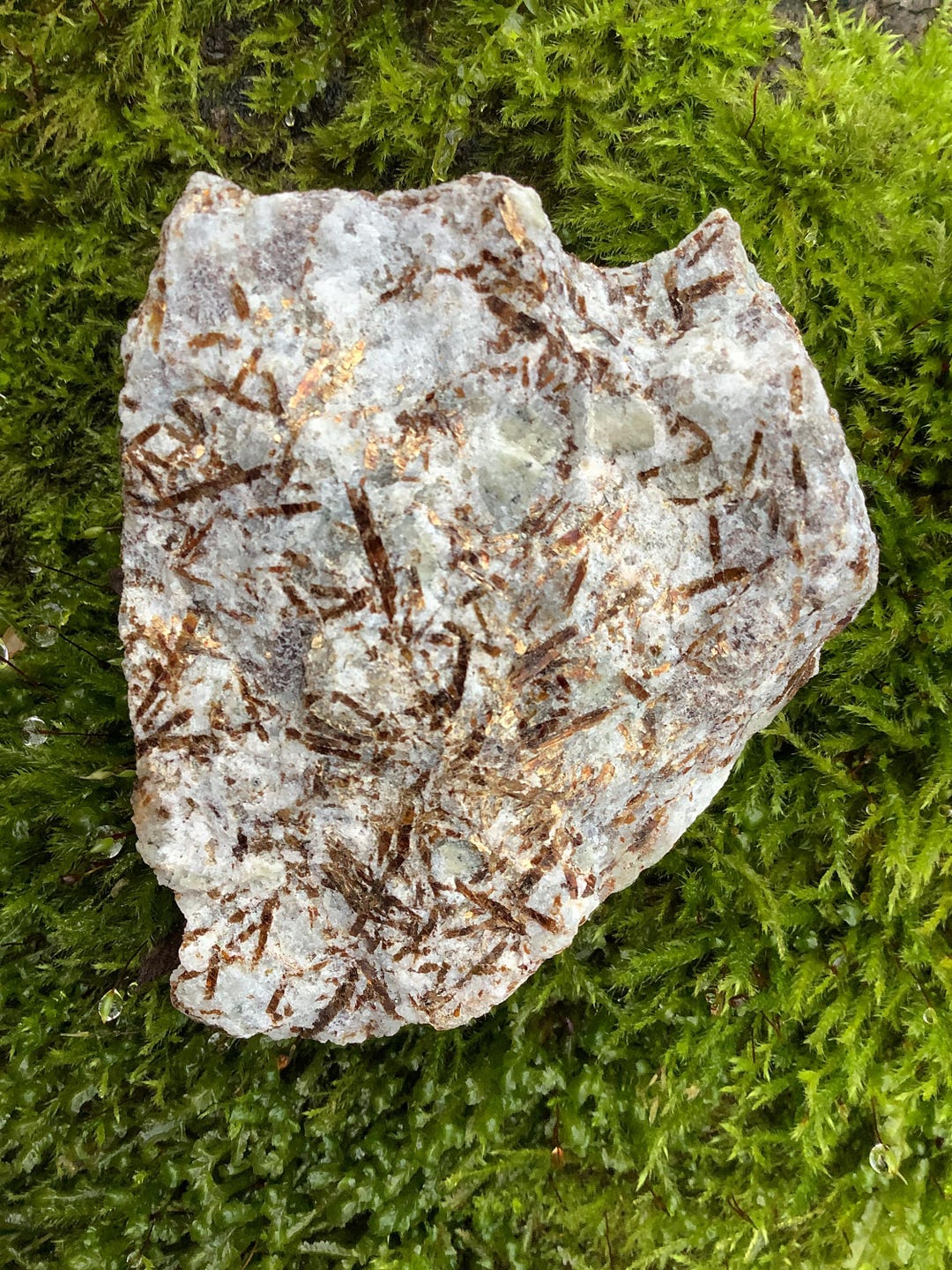 Astrophyllite in Albite Rare Specimen From Khibiny, Kukisvumchorr ...