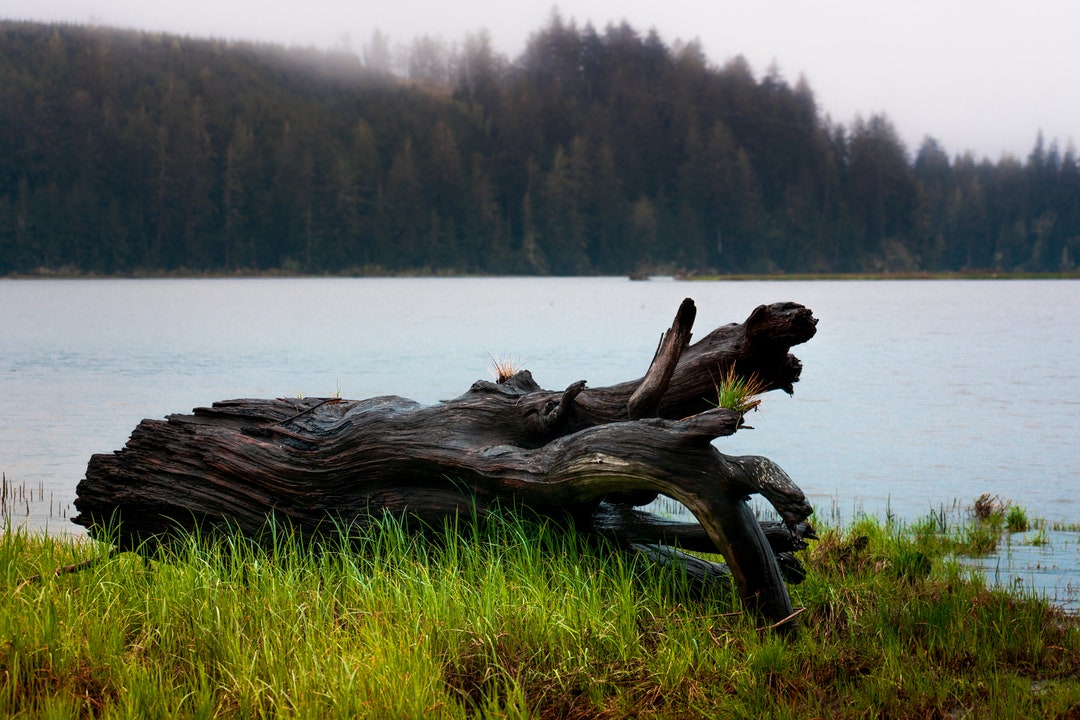 Moody Pretty Log - Digital Download Photography, Landscape Poster ...