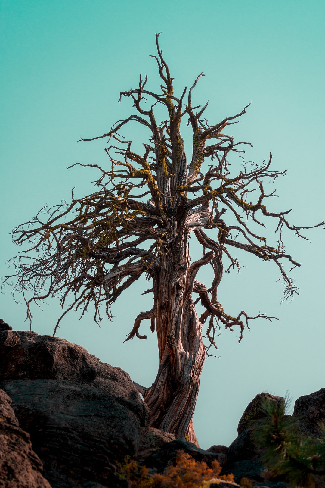 Dead Moody Tree - Digital Download Photography, Landscape Poster ...