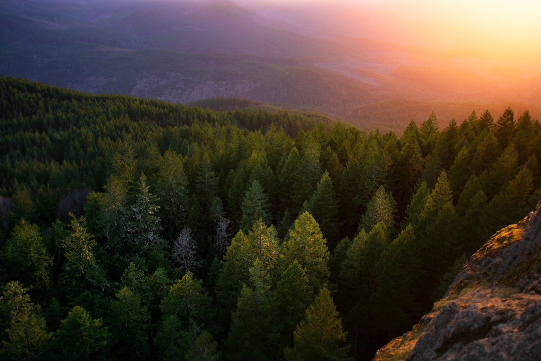 Color Forest Sunset - Digital Download Photography, Landscape Poster ...