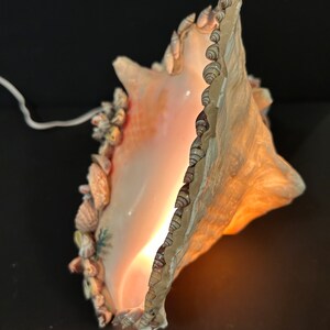 Conch Shell Illuminated Large Size - Etsy