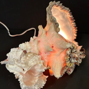 Conch Shell Illuminated Large Size - Etsy
