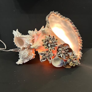 Conch Shell Illuminated Large Size - Etsy