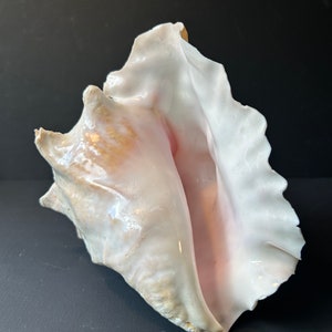 Conch Shell Pale Pink Colours - Etsy