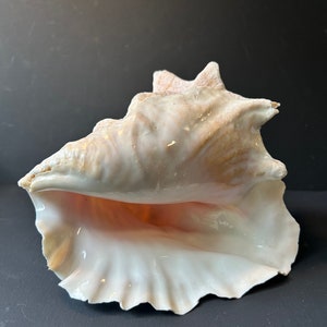 Conch Shell Pale Pink Colours - Etsy
