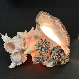 Conch Shell Illuminated Large Size - Etsy