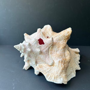 Conch Shell Pale Pink Colours - Etsy