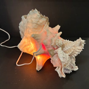 Conch Shell Illuminated Large Size - Etsy